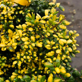 13 Types of Holly Plants All DIY Landscapers Should Know