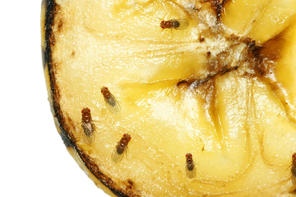 Drain Flies vs. Fruit Flies: Which Pests Are in Your Home?
