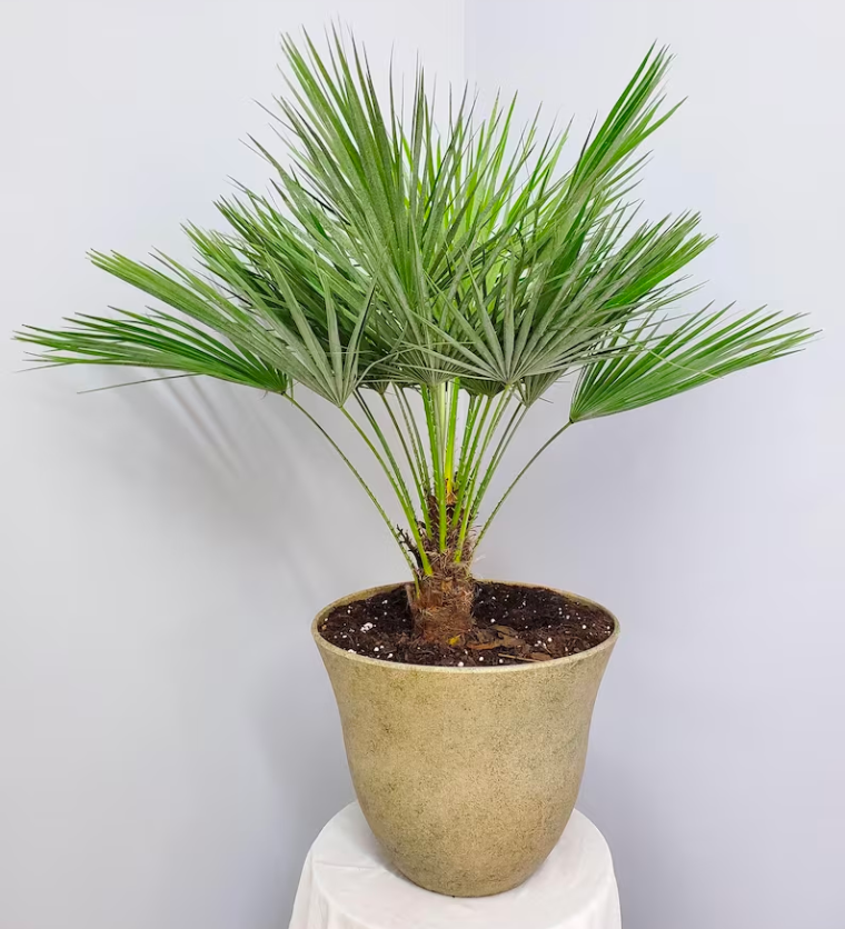 13 Stunning Palm Plants That Are Easy to Grow Indoors - Bob Vila