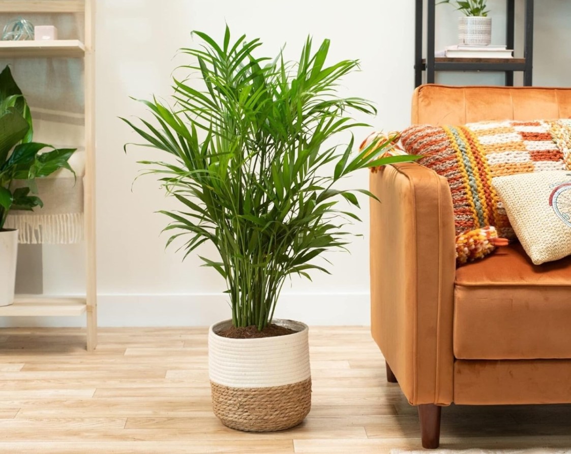 13 Stunning Palm Plants That Are Easy to Grow Indoors - Bob Vila