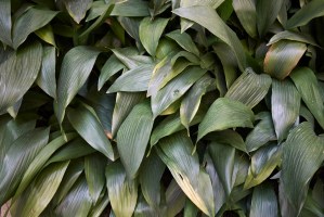 Cast Iron Plant Care 101: How to Grow Cast Iron Plants Indoors - Bob Vila