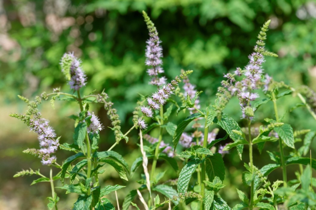 How to Grow Mint (and Keep It Under Control) In Your Home Garden