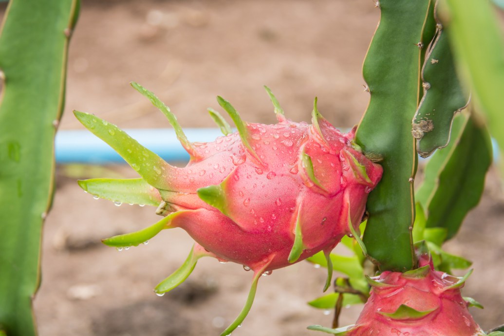 How to Grow Dragon Fruit at Home - Bob Vila