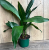 Cast Iron Plant Care 101: How to Grow Cast Iron Plants Indoors - Bob Vila