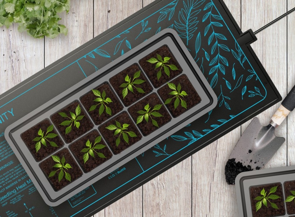 The 5 Best Spots in Your Home for Starting Seeds