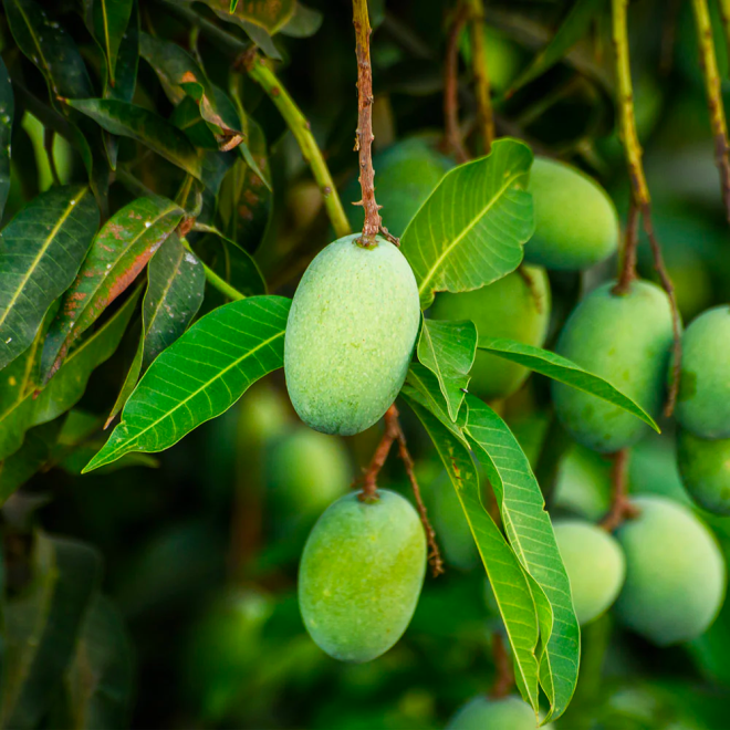 14 Fast-Growing Fruit Trees for an Edible Home Landscape