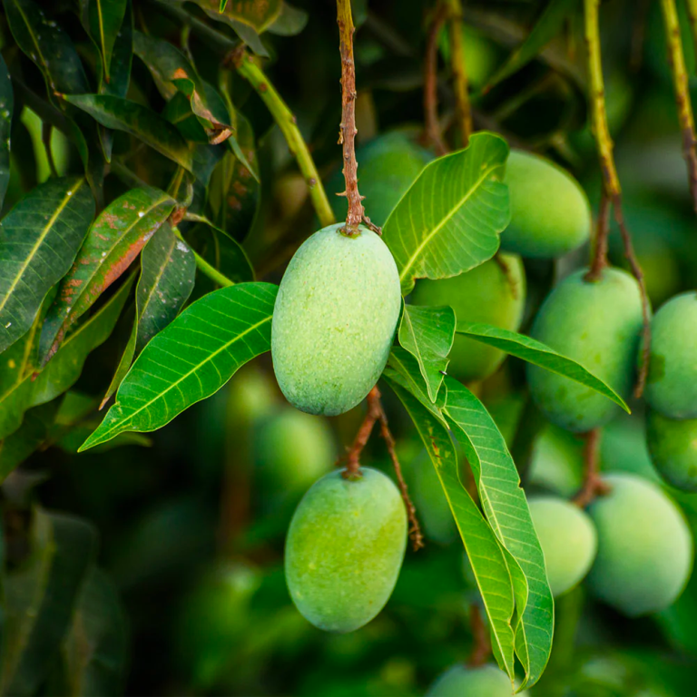 14 Fast-Growing Fruit Trees for an Edible Home Landscape