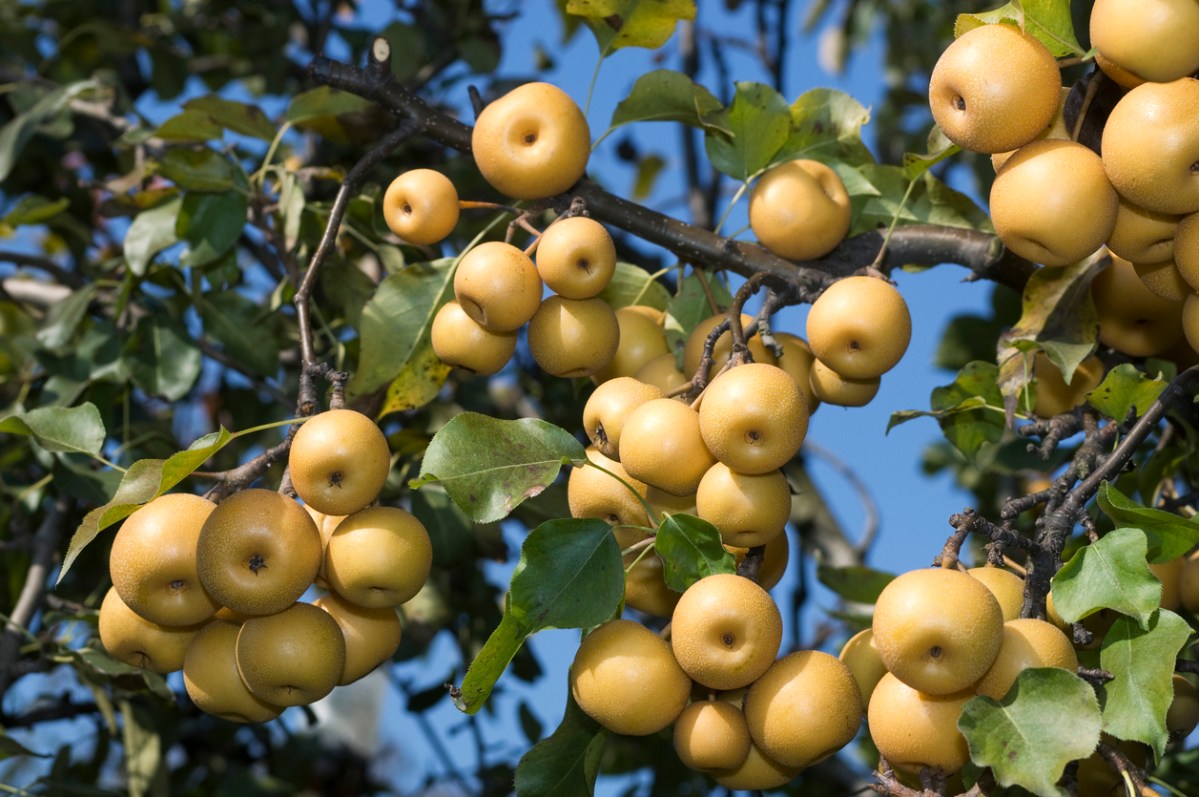 14 Fast-Growing Fruit Trees for an Edible Home Landscape