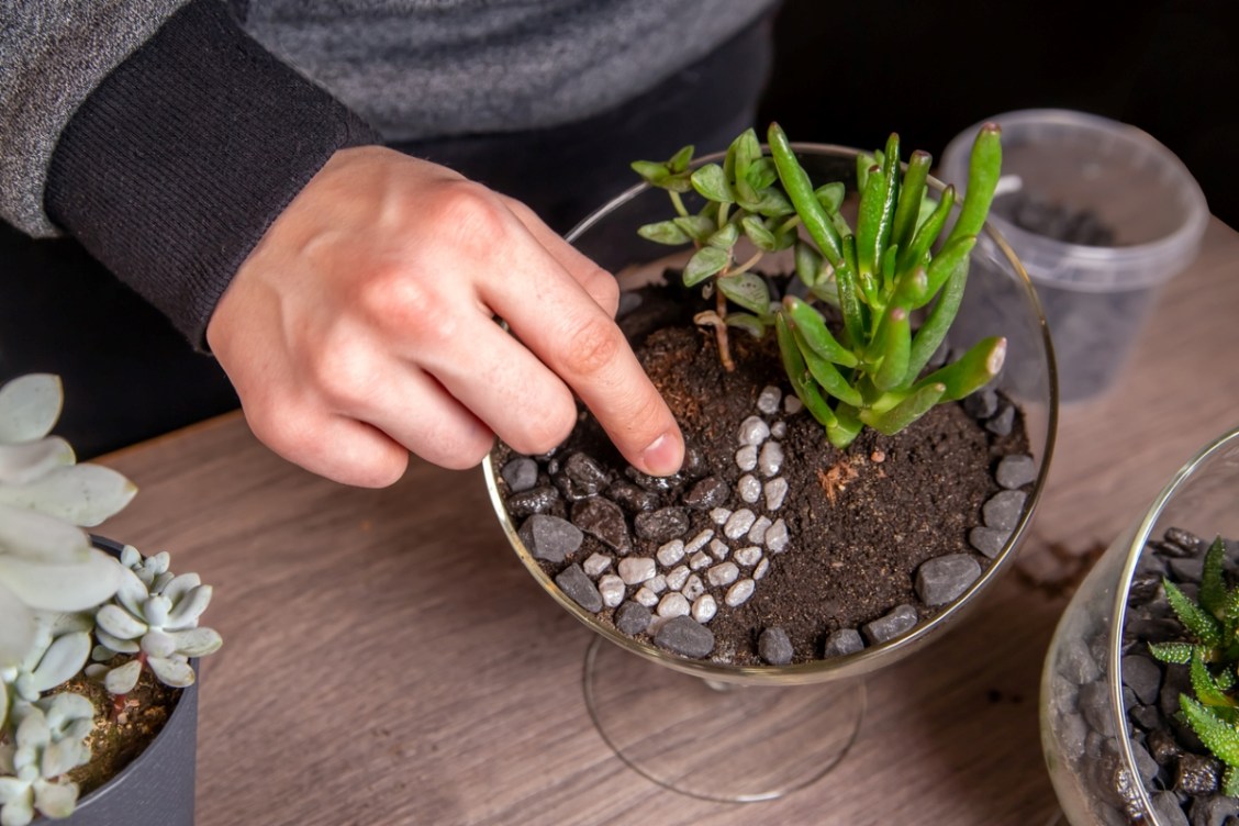 How to Make a Terrarium in 5 Simple Steps