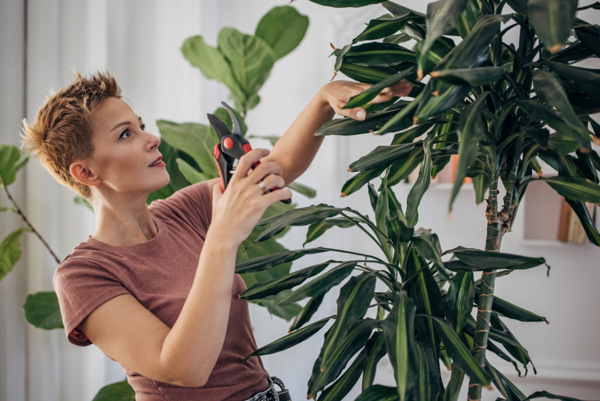 Huge Houseplants: 7 Tips for Growing Big Plants Indoors