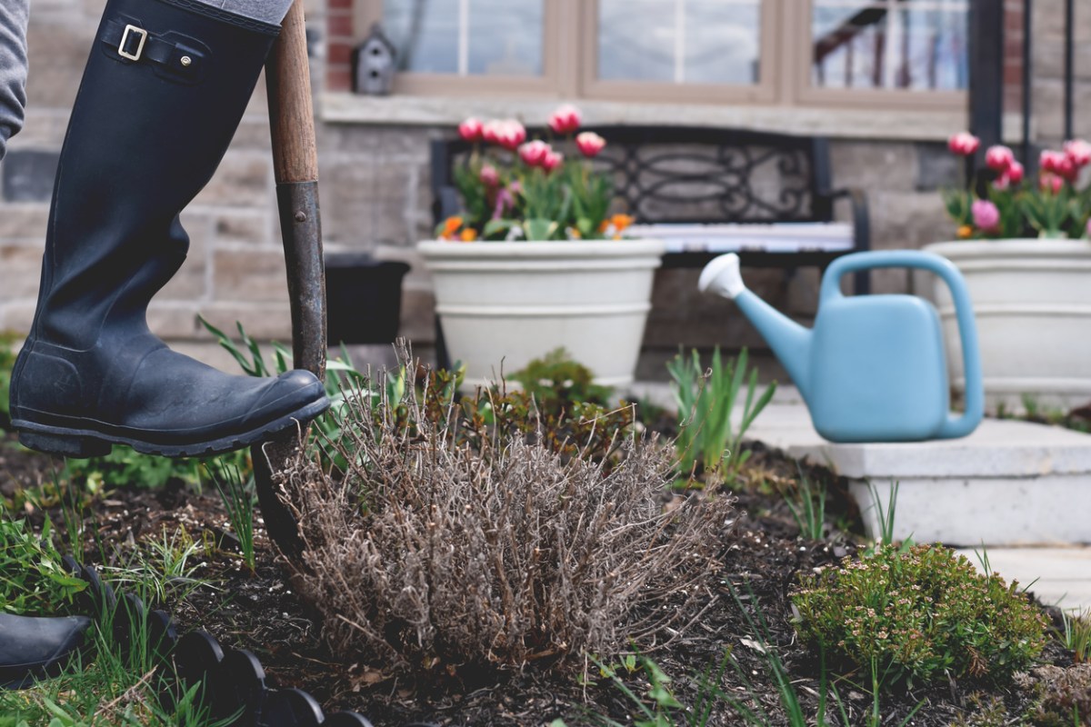 Is My Plant Dead or Dormant? - Bob Vila