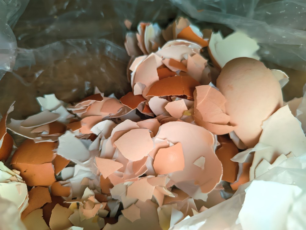 How to Use Eggshells for Plants (in the Garden or in Pots)