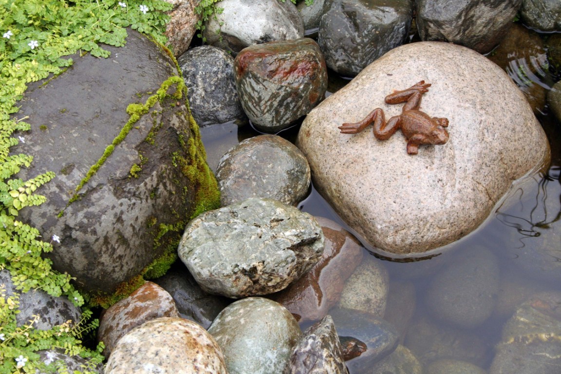 How to Attract Frogs and Toads to Your Yard: 5 Tips That Work