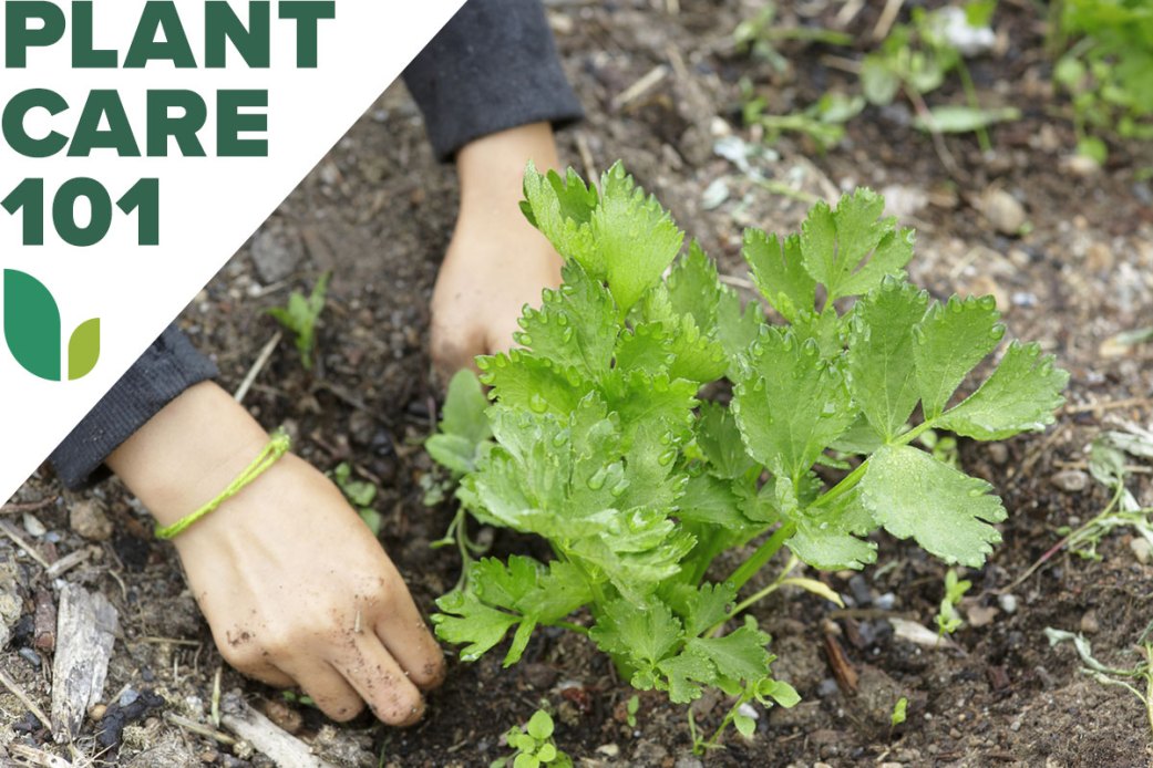 How to Grow Celery in a Home Garden - Bob Vila