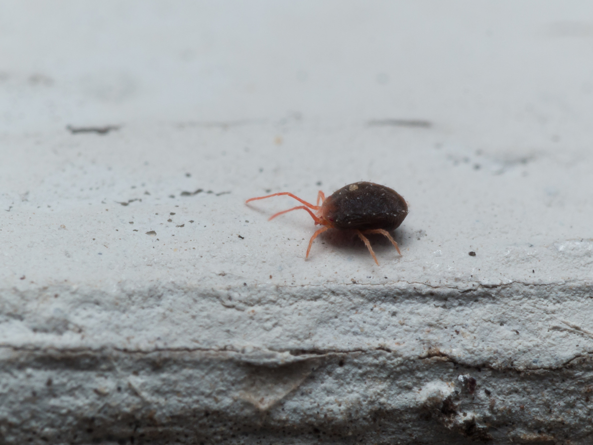 How to Get Rid of Clover Mites (and Why You Should Never Squish Them)