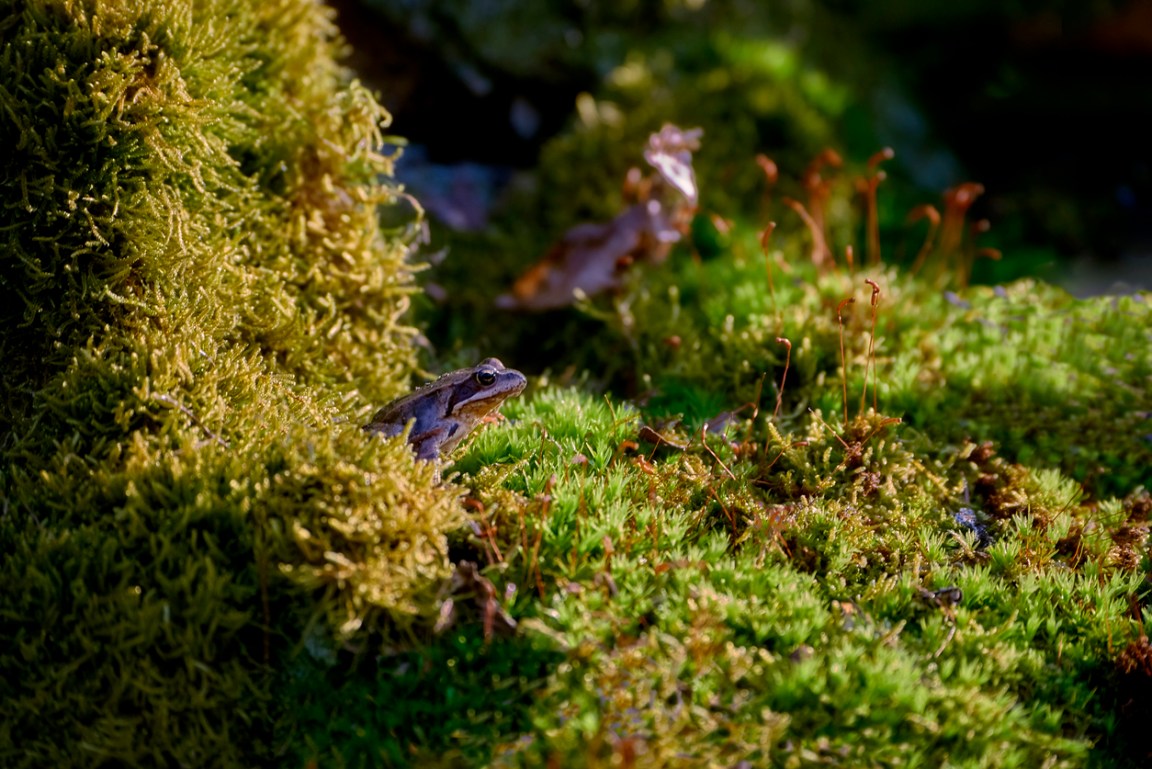 How to Attract Frogs and Toads to Your Yard: 5 Tips That Work