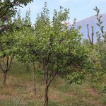 14 Fast-Growing Fruit Trees for an Edible Home Landscape