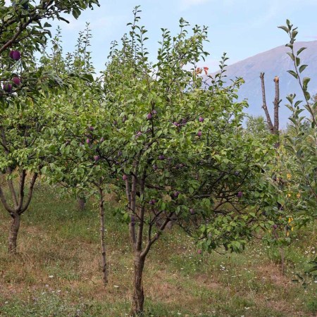 14 Fast-Growing Fruit Trees for an Edible Home Landscape