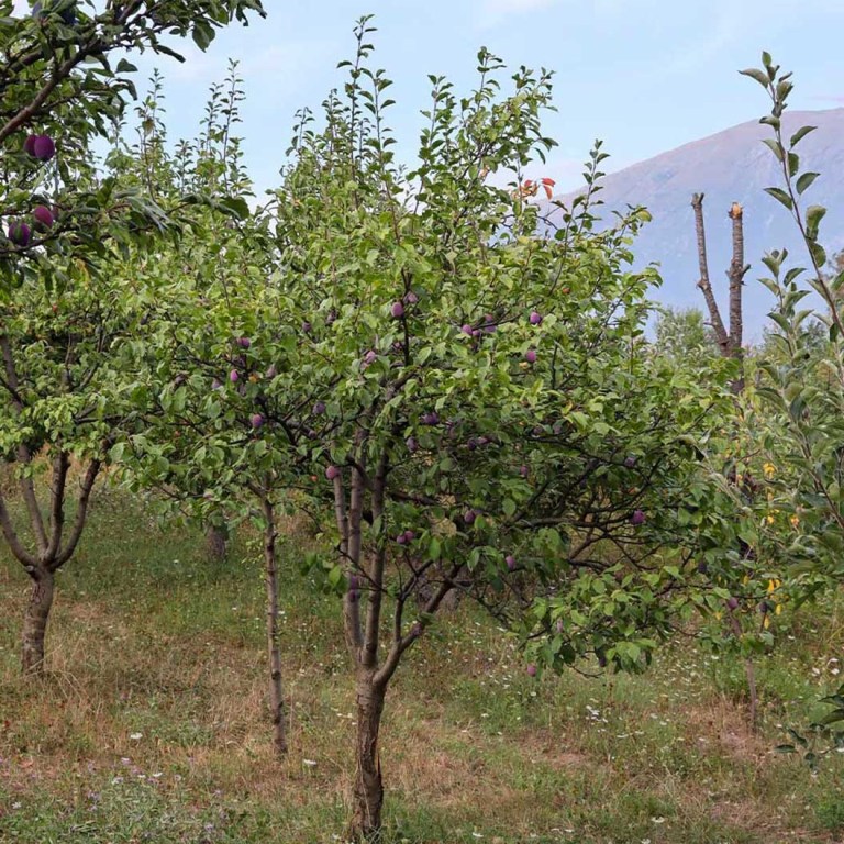 14 Fast-Growing Fruit Trees for an Edible Home Landscape