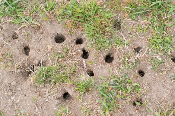 Mole vs. Vole Damage—3 Key Differences for Identification (and What to ...