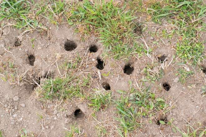 Mole vs. Vole Damage—3 Key Differences for Identification (and What to ...