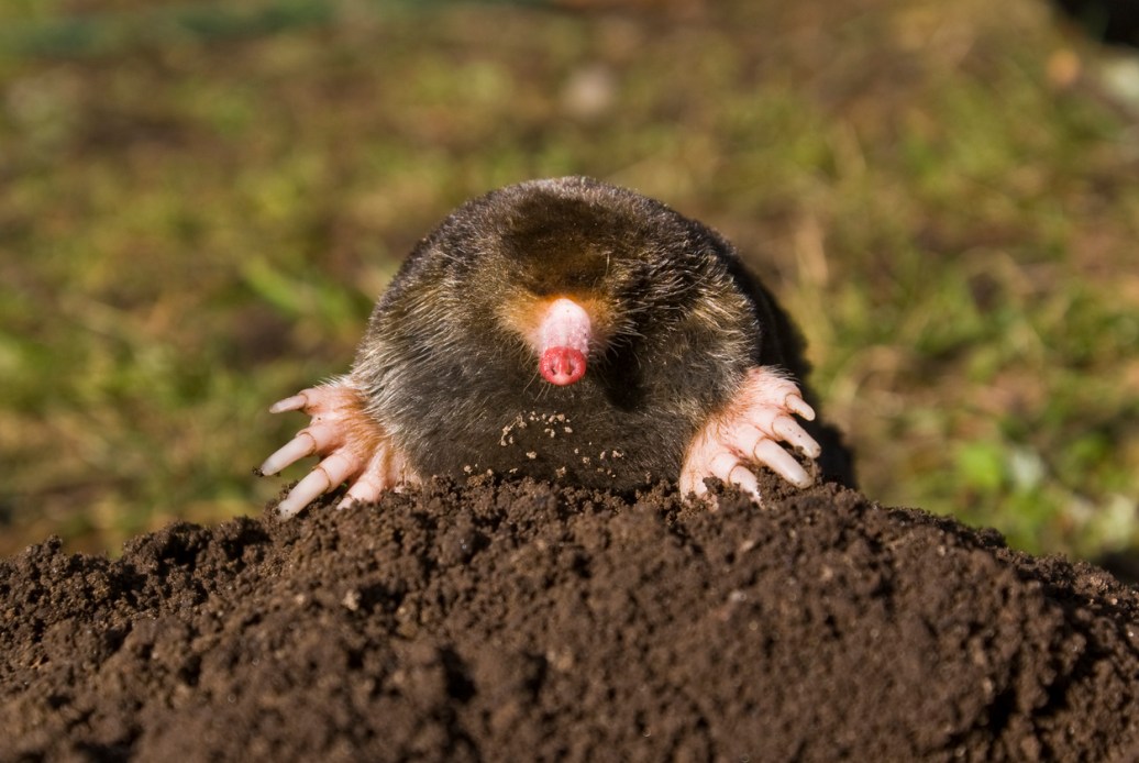 How to Get Rid of Moles: A Step-by-Step Guide