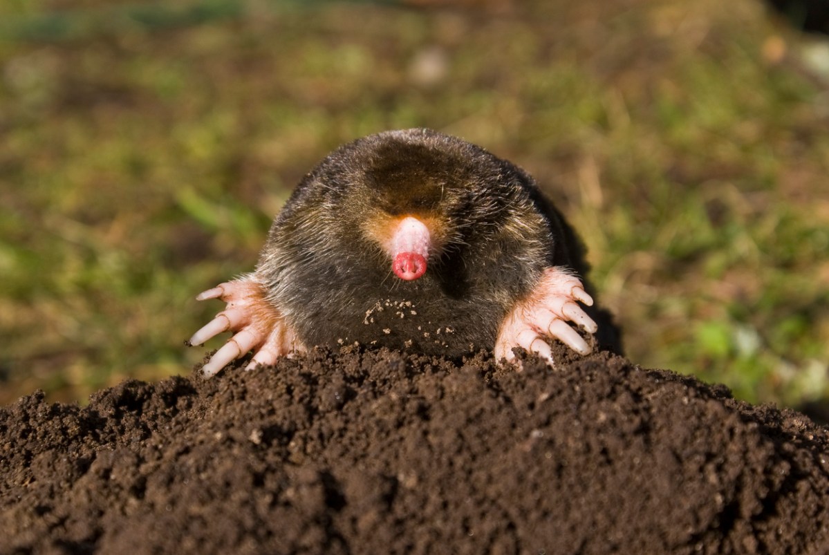 How to Get Rid of Moles: A Step-by-Step Guide