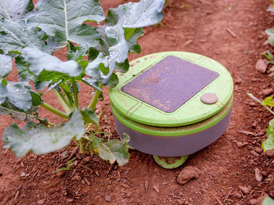 Tertill Weeding Robot Review: Can a Robot Weed Your Garden?