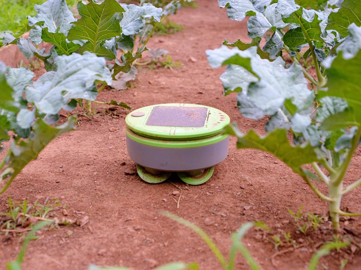 Tertill Weeding Robot Review: Can a Robot Weed Your Garden?