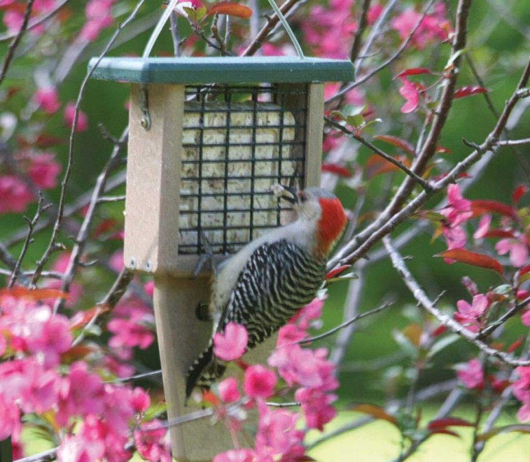 10 Things Every Backyard Bird-Watcher Needs for Their Yard, According ...