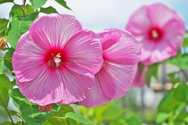 The Best Native Plants to Grow in Soggy Gardens (By Region)