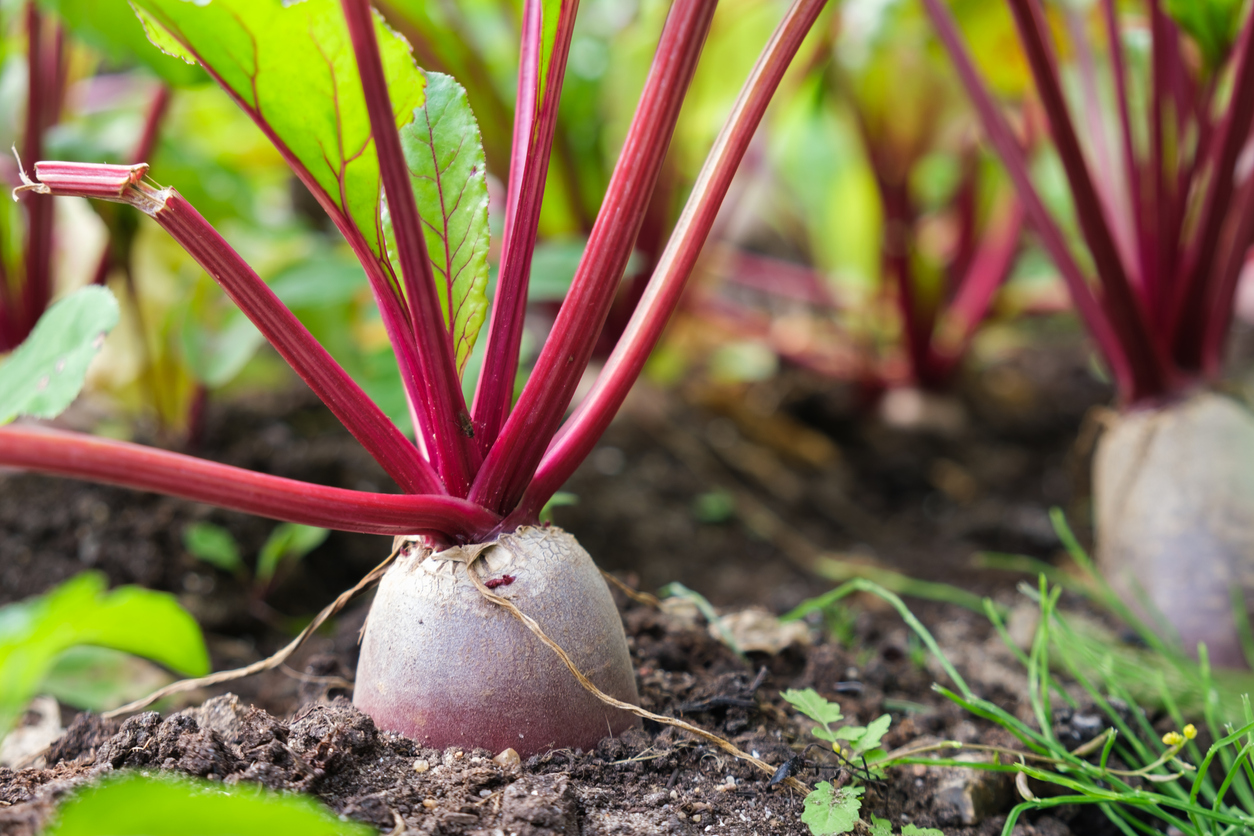 How to Grow Beets for a Superfood Supply in Your Own Backyard