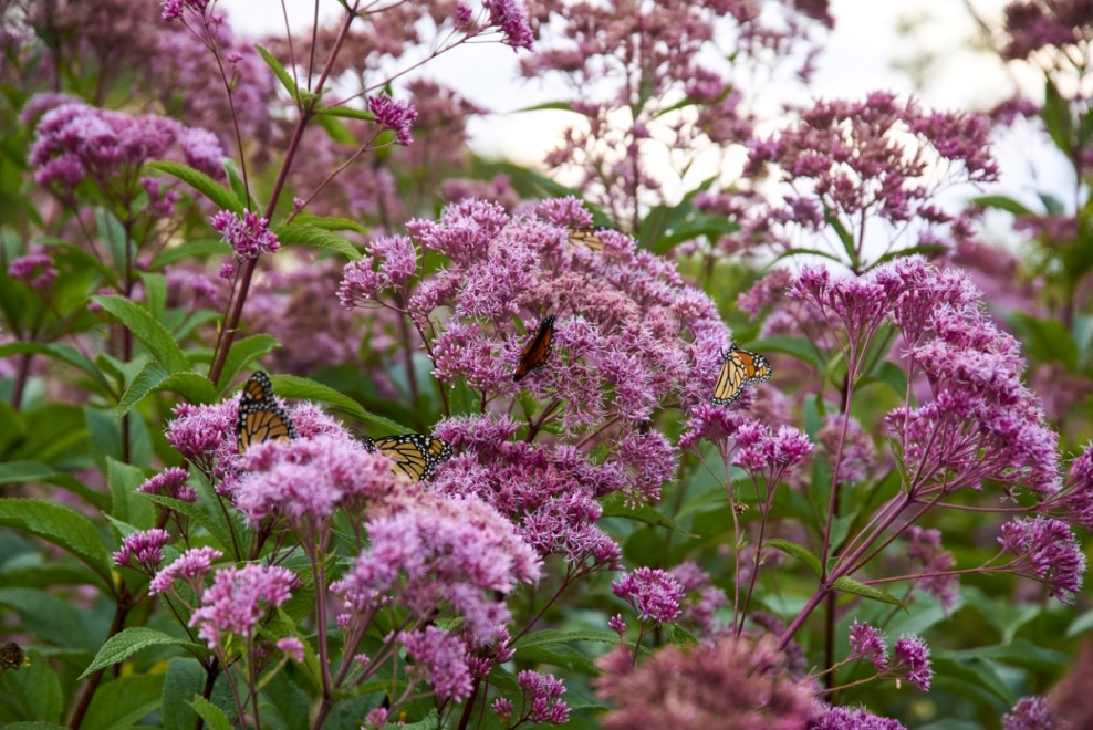 The Best Native Plants to Grow in Soggy Gardens (By Region)