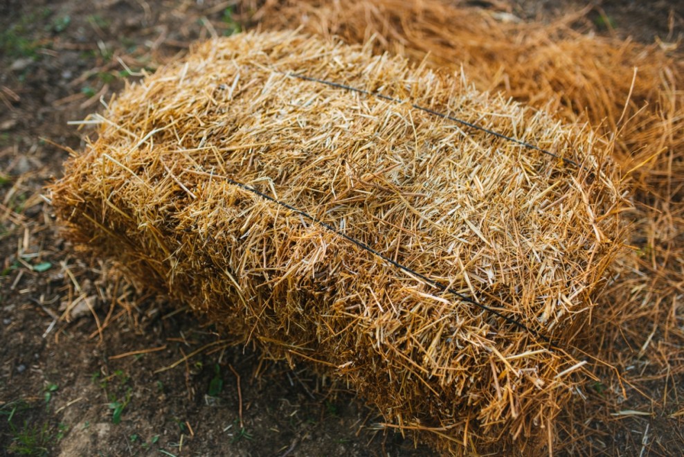 How to Use Straw Mulch for Vegetable Gardening - Bob Vila