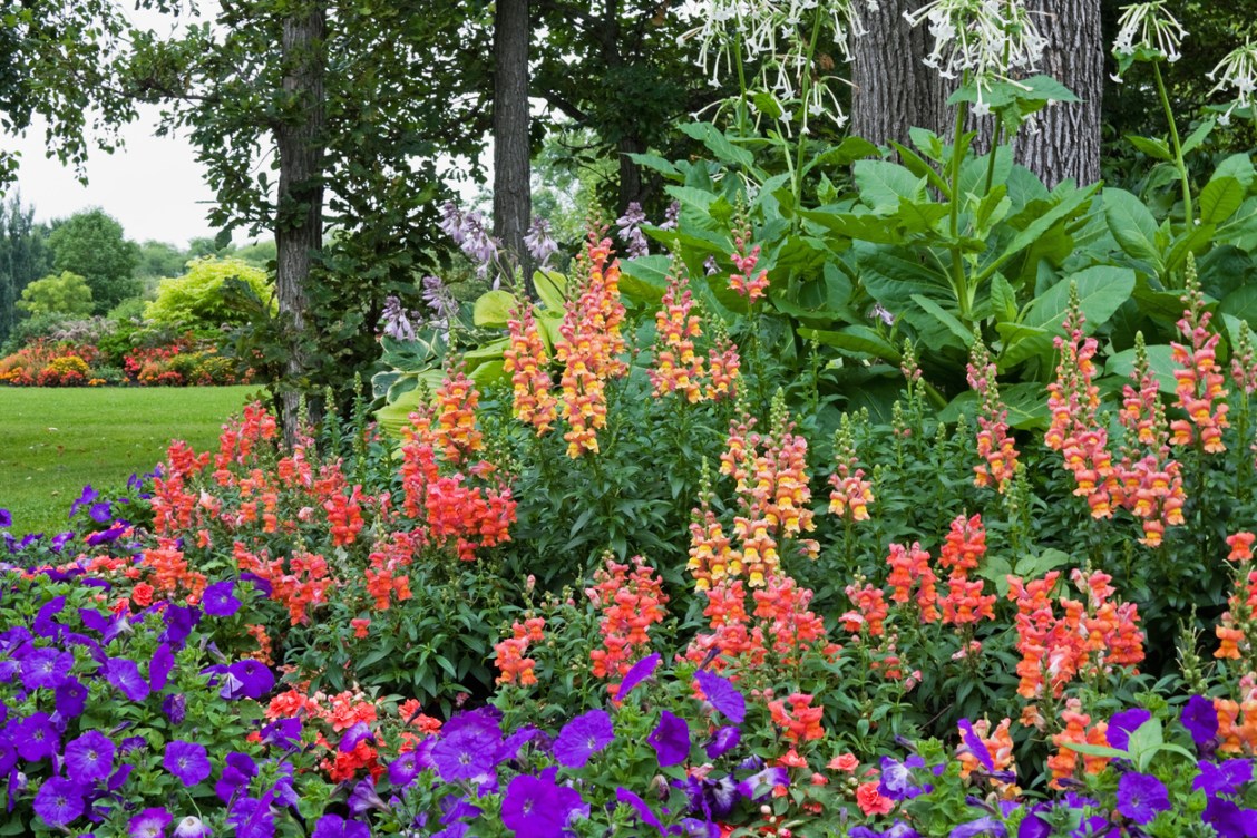 How to Grow Snapdragons for an Easy Curb Appeal Boost