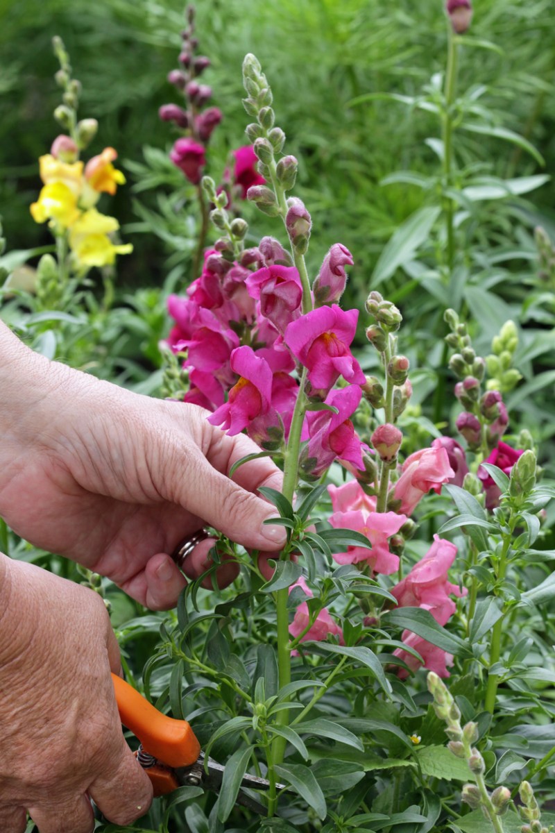 How to Grow Snapdragons for an Easy Curb Appeal Boost