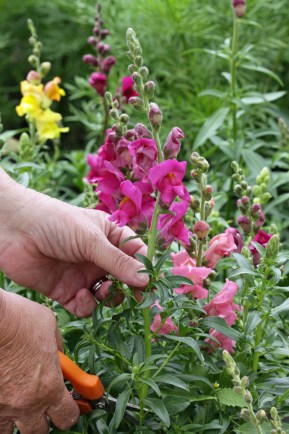 How to Grow Snapdragons for an Easy Curb Appeal Boost