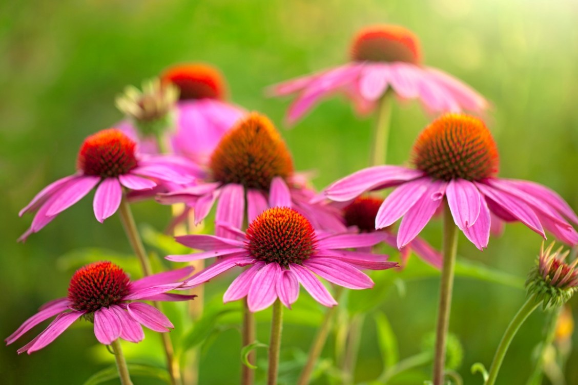 17 Drought-Tolerant Plants That Can Survive Dry Spells