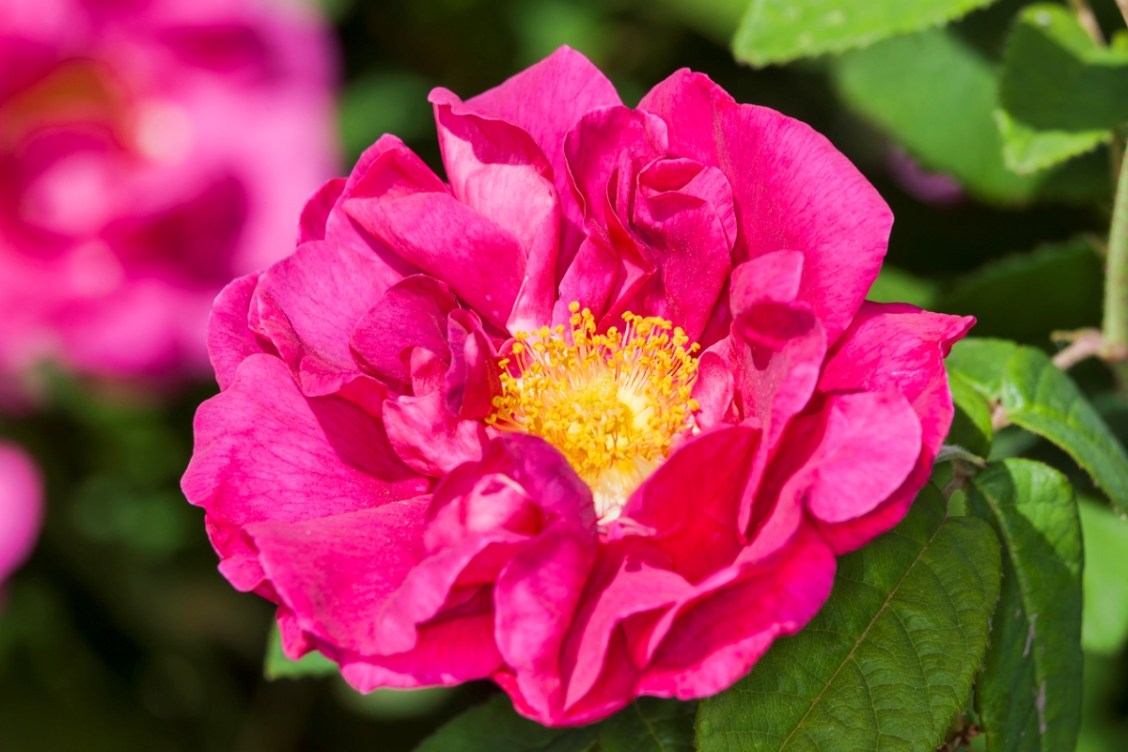 Types of Roses to Consider Planting in Your Home Landscape