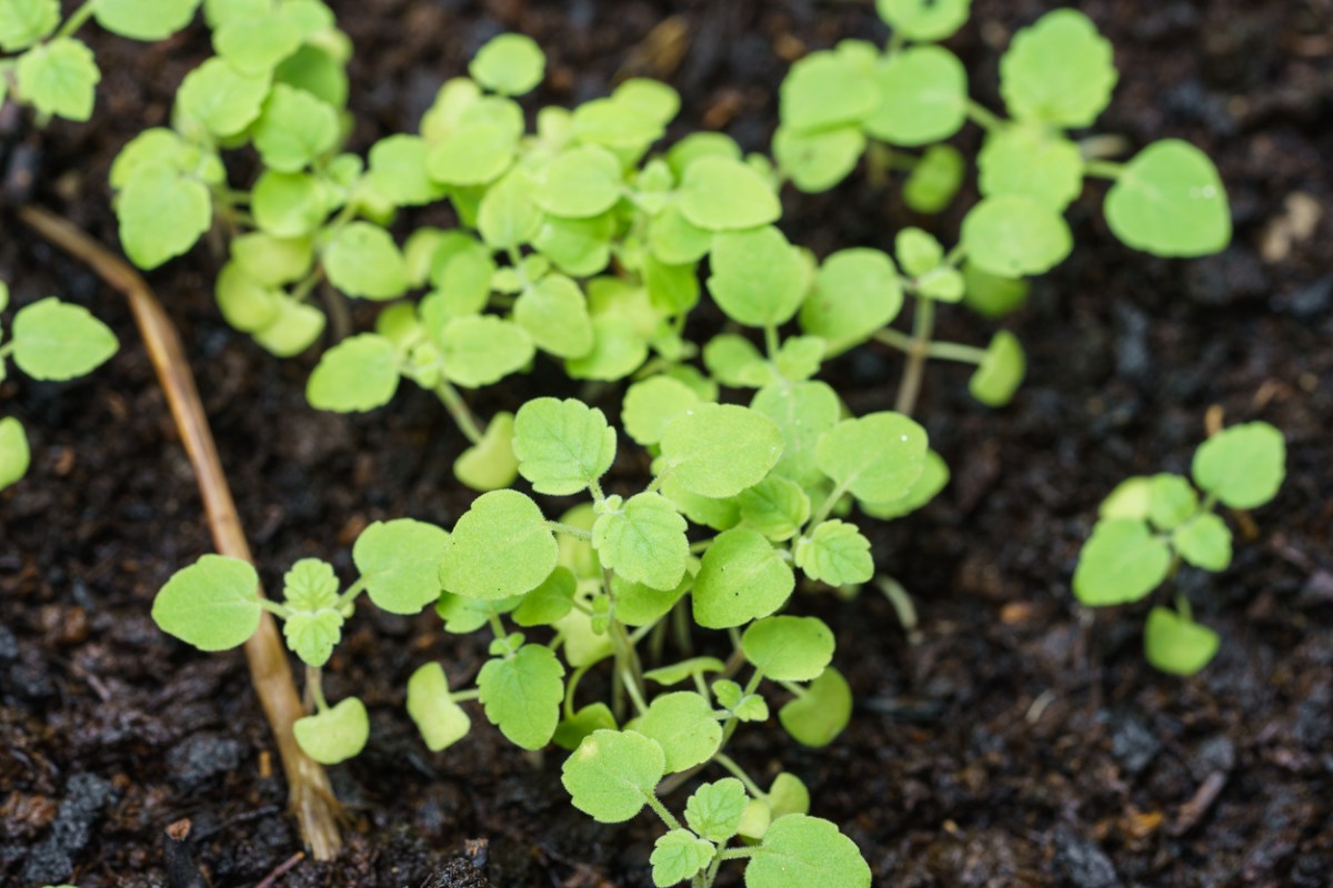 How to Grow Catnip at Home—and Why You Should