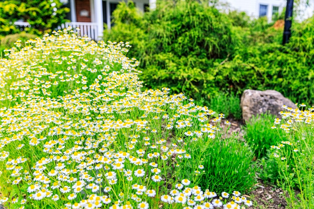 Important Things to Know About Chamomile Lawns - Bob Vila
