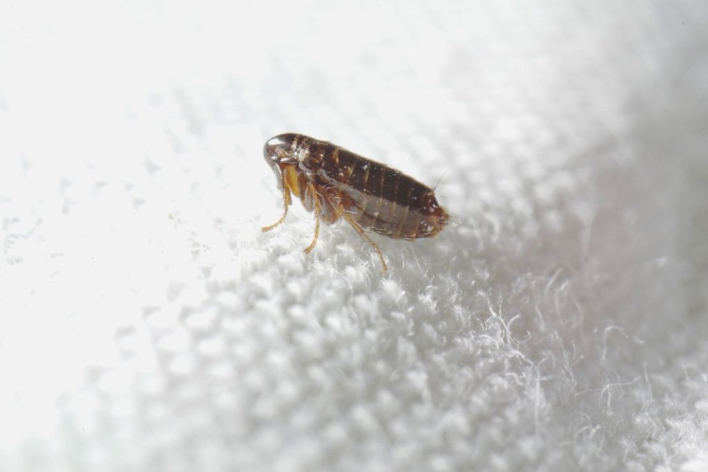 Do Flea Bombs Work? What to Know Before Using One