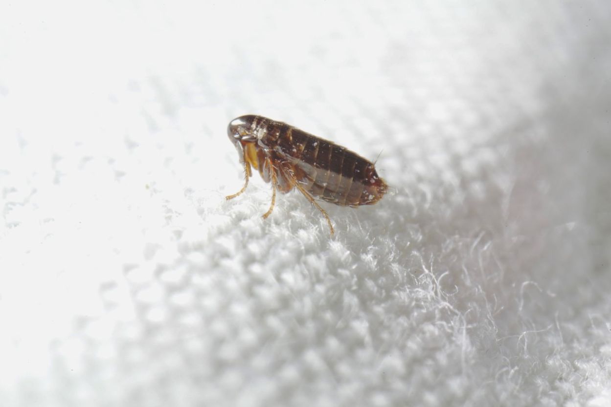 Do Flea Bombs Work? What to Know Before Using One