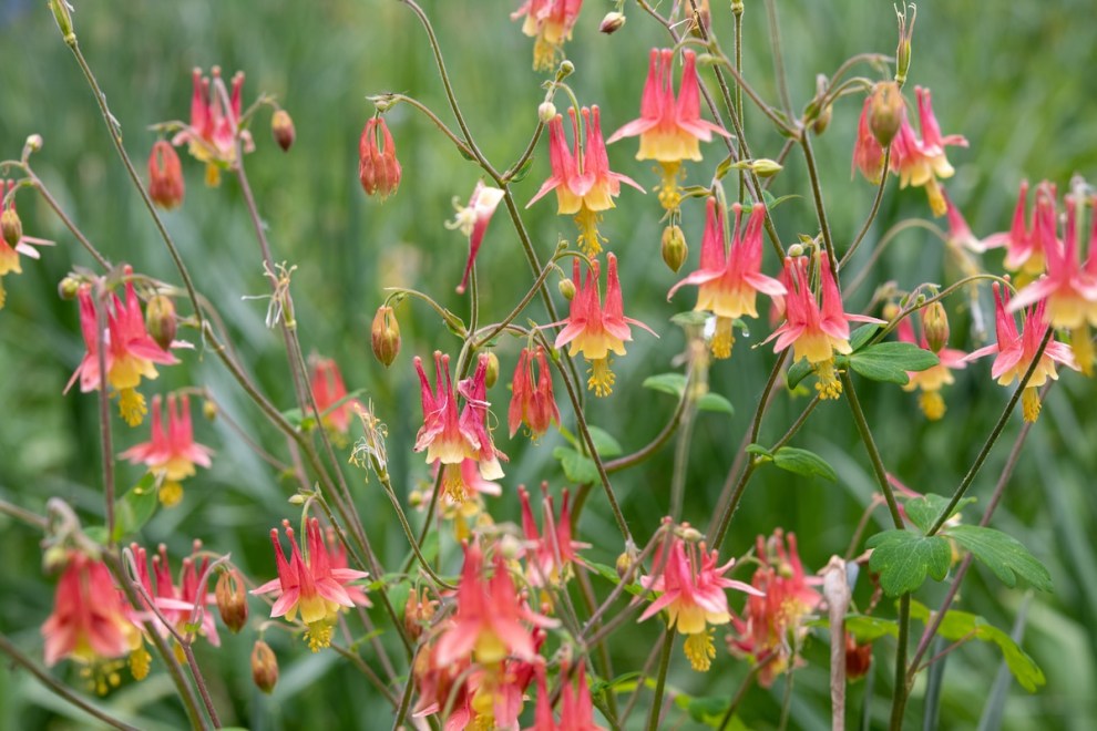 18 Native Plants to Grow in Xeriscape Gardens (By Region)