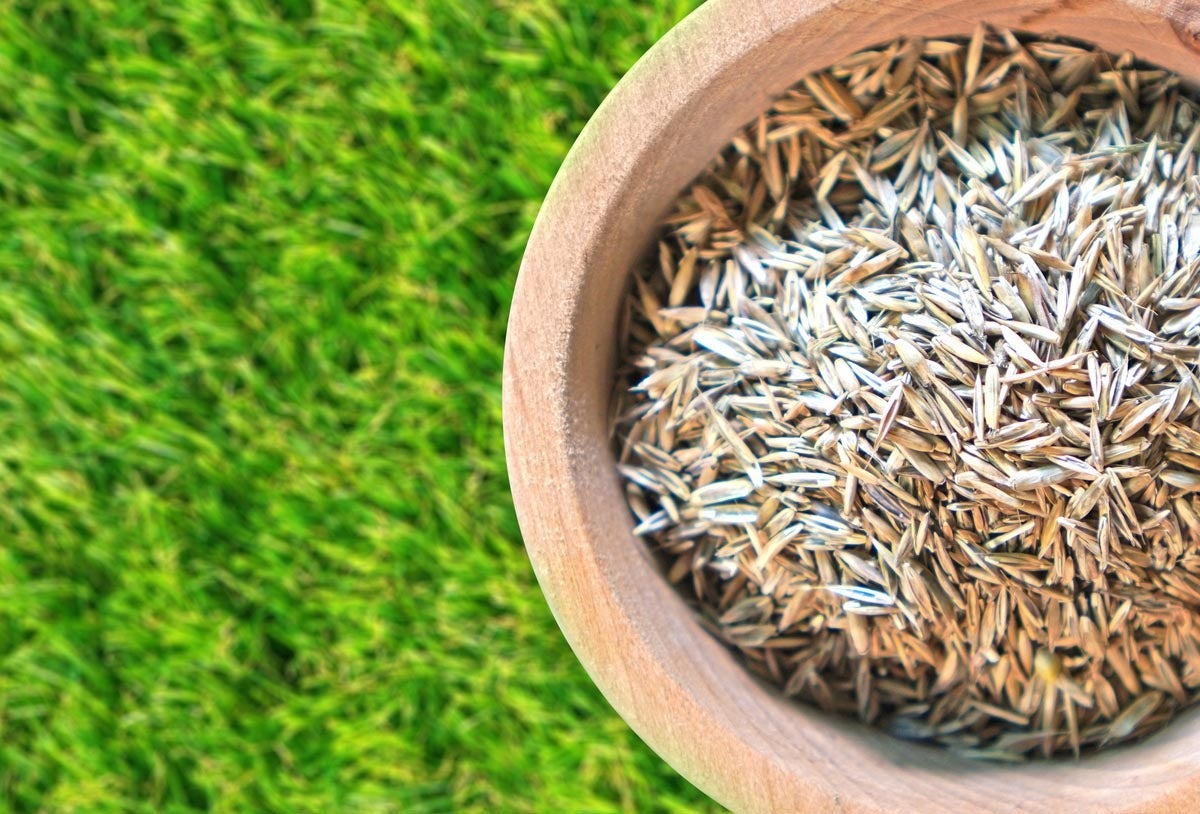 Dormant, Not Dead: 7 Ways to Bring a Tired and Weary Lawn Back From the ...