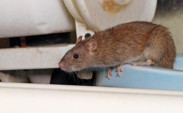 Rats In the Toilet: Myth, or Real-Life Nightmare?