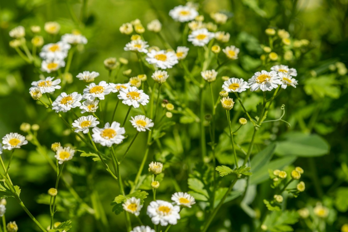Important Things to Know About Chamomile Lawns - Bob Vila