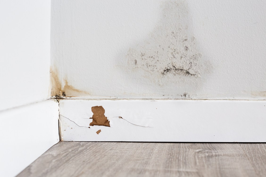 Termite Damage vs. Water Damage: 5 Ways to Tell the Difference