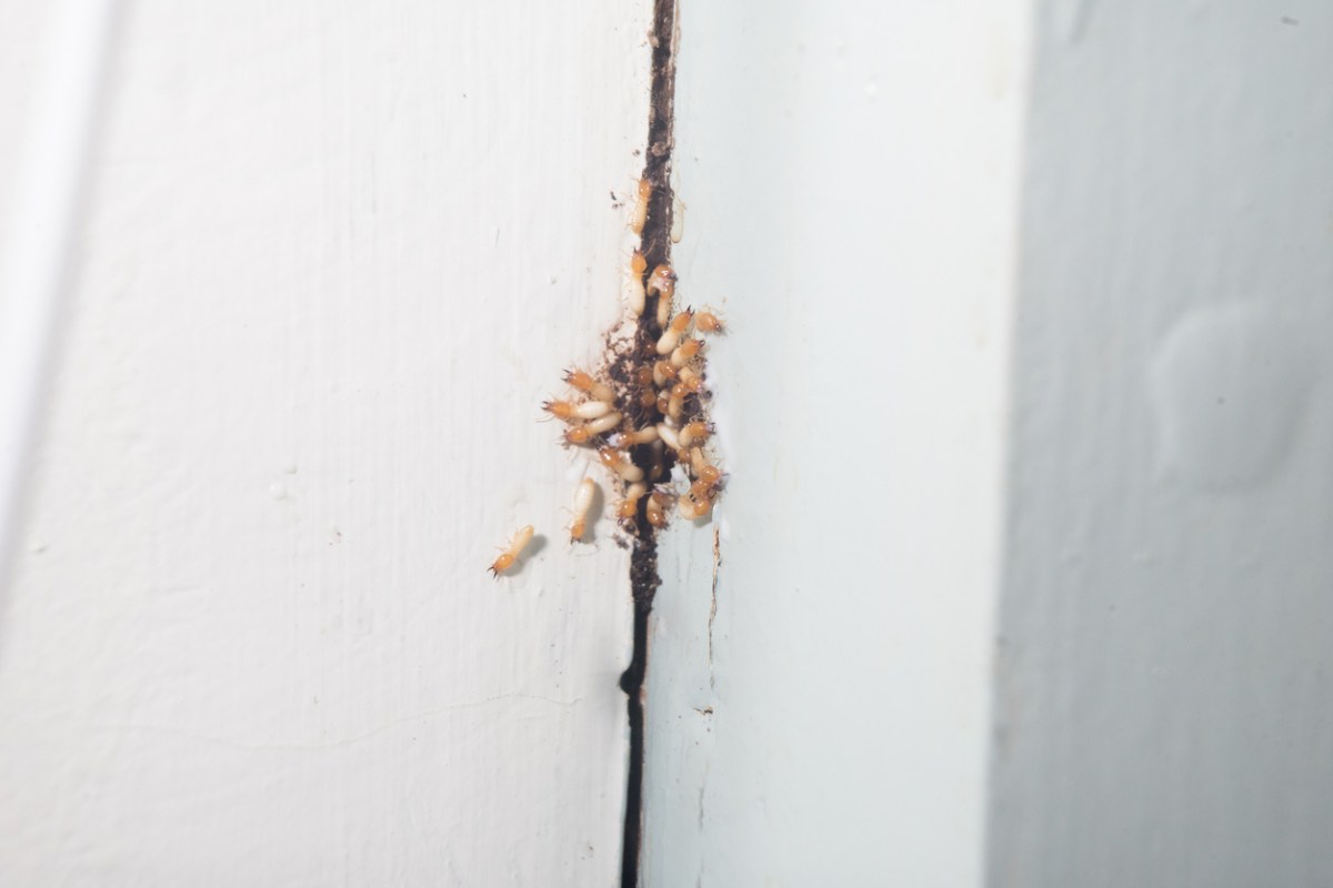 Termite Damage vs. Water Damage: 5 Ways to Tell the Difference