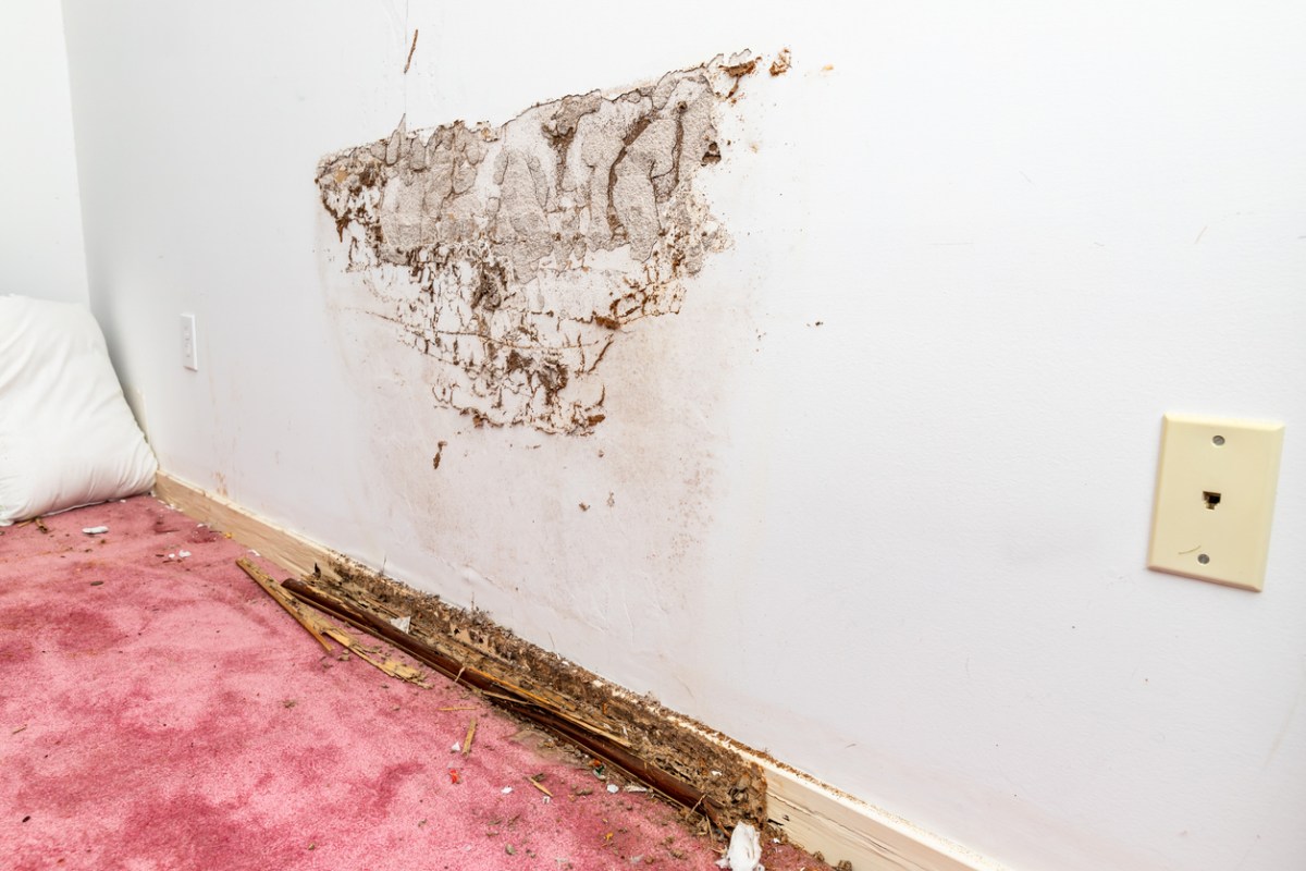 Termite Damage vs. Water Damage: 5 Ways to Tell the Difference